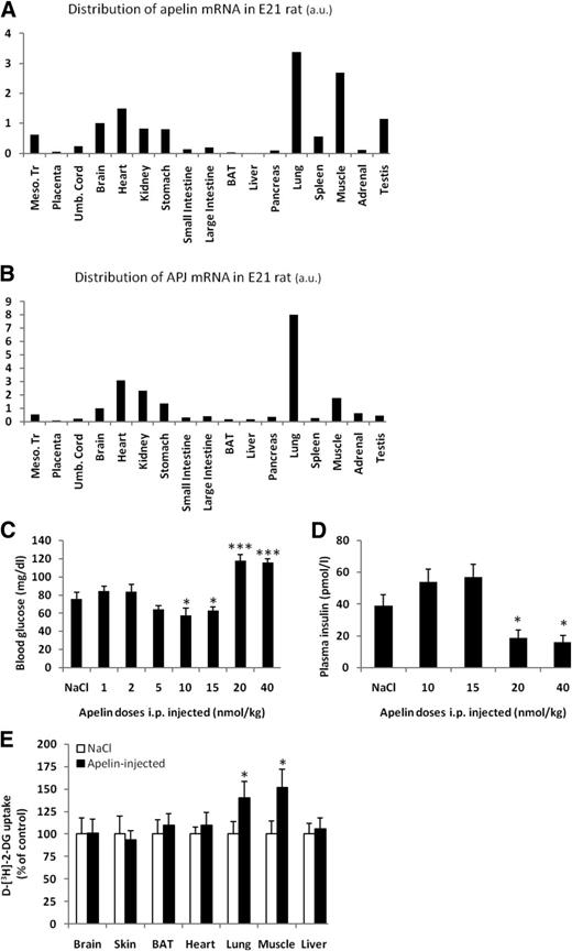 Apelin Controls Fetal and Neonatal Glucose Homeostasis and Is Altered ...