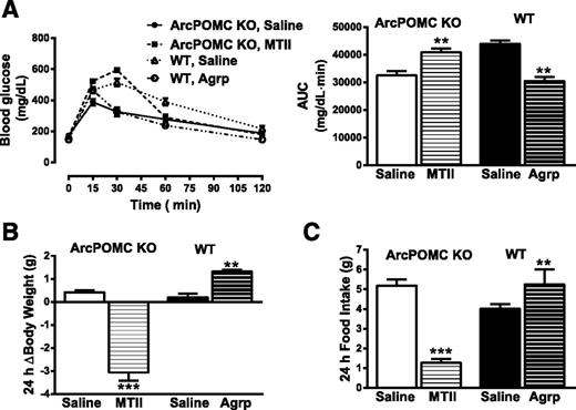 Hypothalamic POMC Deficiency Improves Glucose Tolerance Despite Insulin ...