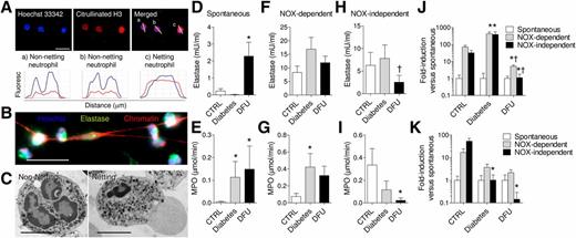 NETosis Delays Diabetic Wound Healing in Mice and Humans | Diabetes ...