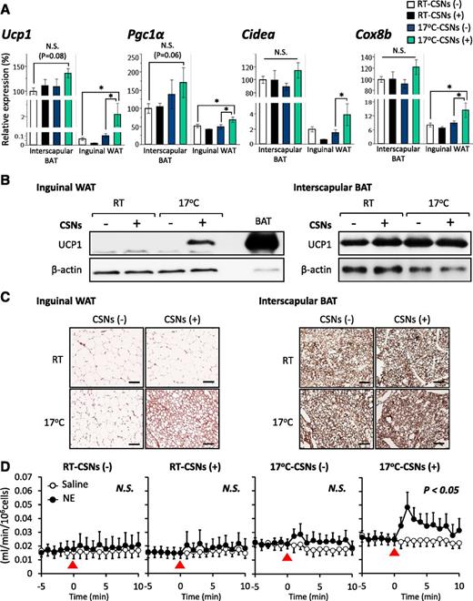 A Synergistic Antiobesity Effect by a Combination of Capsinoids and ...