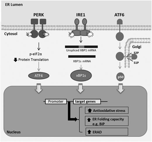 A Reevaluation of the Role of the Unfolded Protein Response in Islet ...