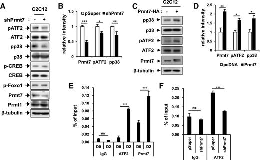 Prmt7 Deficiency Causes Reduced Skeletal Muscle Oxidative Metabolism ...