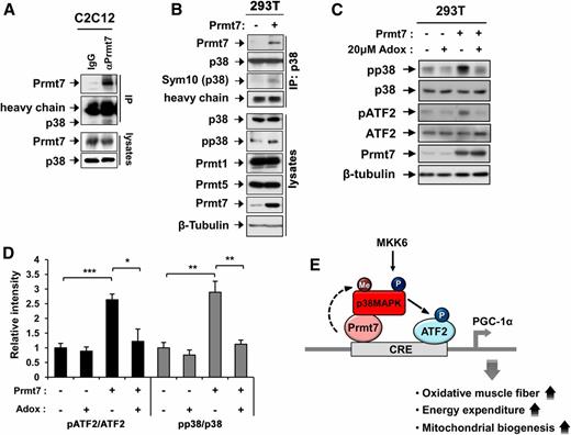 Prmt7 Deficiency Causes Reduced Skeletal Muscle Oxidative Metabolism ...