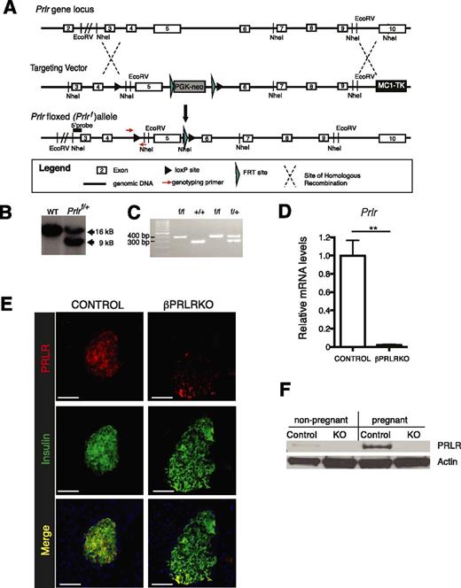 Gestational Diabetes Mellitus From Inactivation of Prolactin Receptor ...