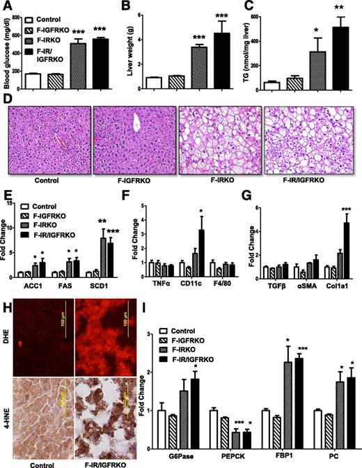 Lipodystrophy Due to Adipose Tissue–Specific Insulin Receptor Knockout ...