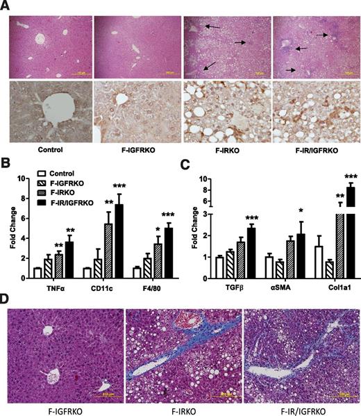 Lipodystrophy Due to Adipose Tissue–Specific Insulin Receptor Knockout ...