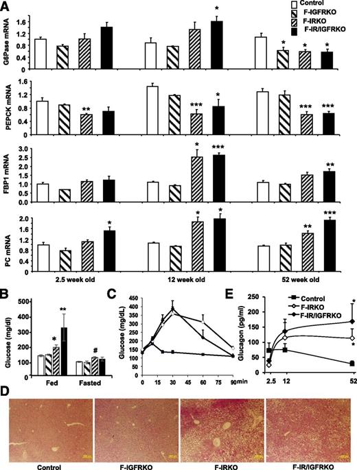 Lipodystrophy Due to Adipose Tissue–Specific Insulin Receptor Knockout ...