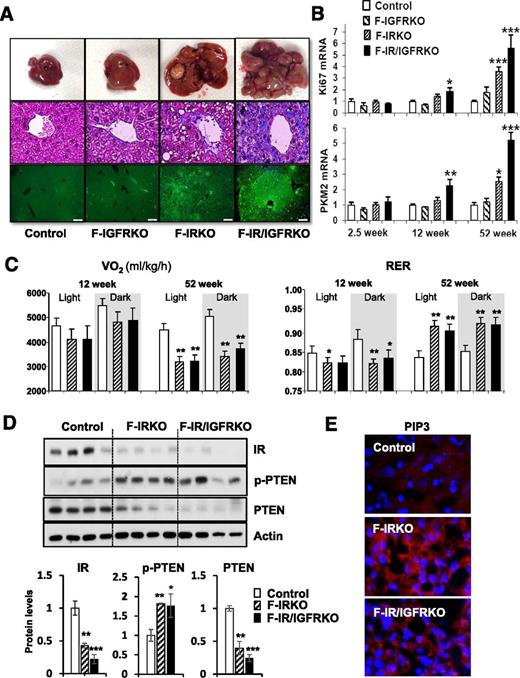 Lipodystrophy Due to Adipose Tissue–Specific Insulin Receptor Knockout ...