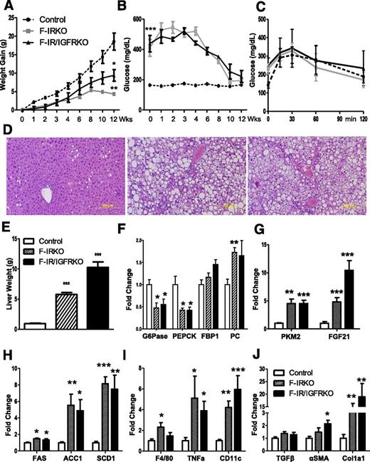 Lipodystrophy Due to Adipose Tissue–Specific Insulin Receptor Knockout ...