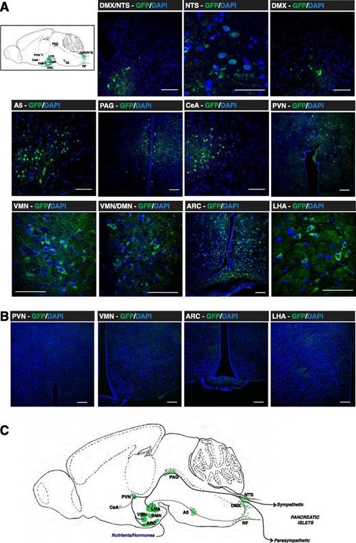 The Brain–to–Pancreatic Islet Neuronal Map Reveals Differential Glucose ...