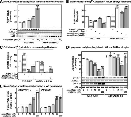The Na+/Glucose Cotransporter Inhibitor Canagliflozin Activates AMPK by ...