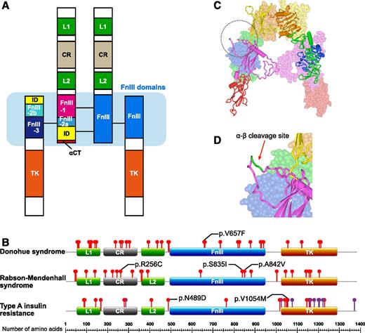 Structural Basis and Genotype–Phenotype Correlations of INSR Mutations ...