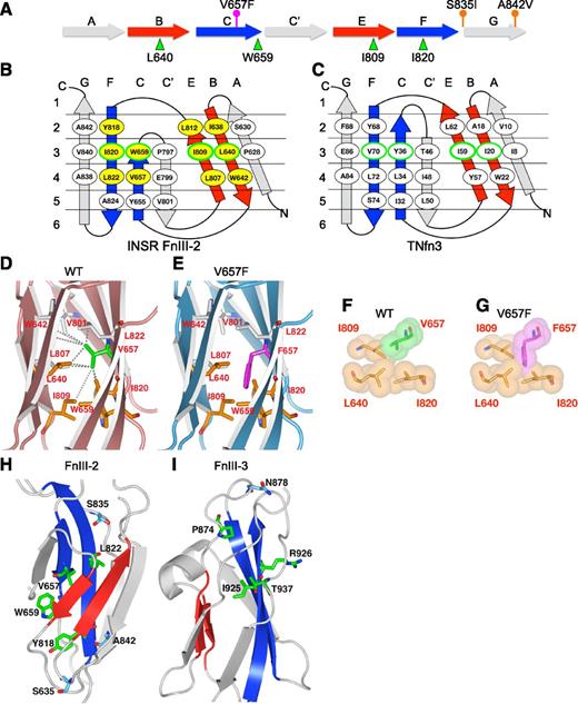 Structural Basis and Genotype–Phenotype Correlations of INSR Mutations ...
