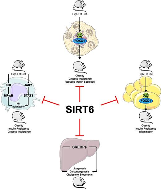 Sirtuin 6 Builds a Wall Against Inflammation, Trumping Diabetes ...