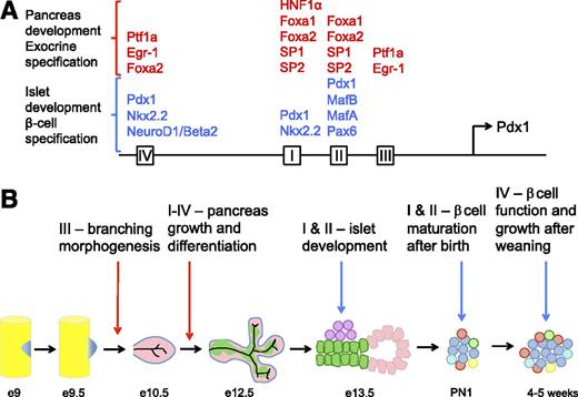 Area IV Knockout Reveals How Pdx1 Is Regulated in Postnatal β-Cell ...