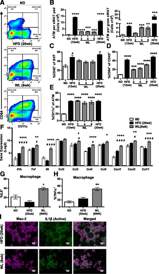 Macrophage Proliferation Sustains Adipose Tissue Inflammation in ...