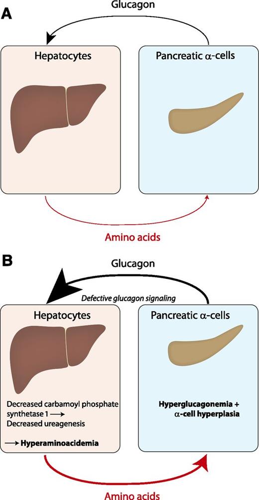 Glucagon and Amino Acids Are Linked in a Mutual Feedback Cycle: The ...