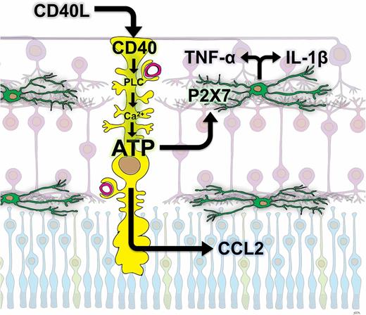 Müller Cell–Microglia Cross Talk Drives Neuroinflammation in Diabetic ...