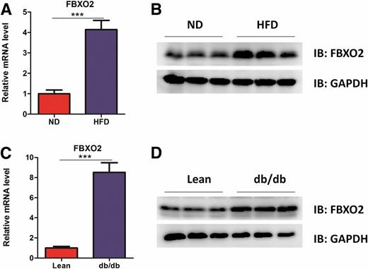 Aberrant Expression of FBXO2 Disrupts Glucose Homeostasis Through ...