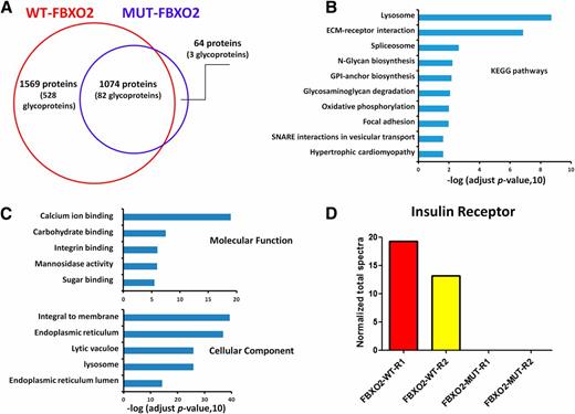 Aberrant Expression of FBXO2 Disrupts Glucose Homeostasis Through ...