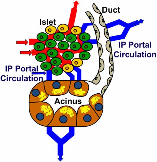 Diabetes, Pancreatogenic Diabetes, and Pancreatic Cancer | Diabetes ...
