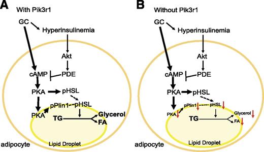 Pik3r1 Is Required for Glucocorticoid-Induced Perilipin 1 ...