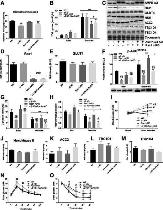 Rac1 and AMPK Account for the Majority of Muscle Glucose Uptake ...