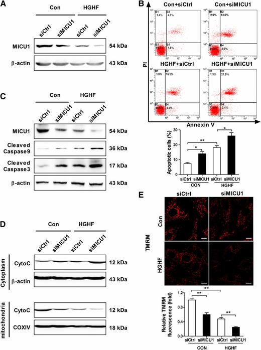 MICU1 Alleviates Diabetic Cardiomyopathy Through Mitochondrial Ca2 ...