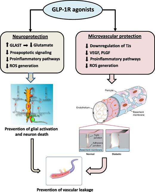 GLP-1R as a Target for the Treatment of Diabetic Retinopathy: Friend or ...
