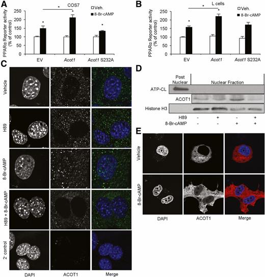 Acyl-CoA Thioesterase 1 (ACOT1) Regulates PPARα to Couple Fatty Acid ...