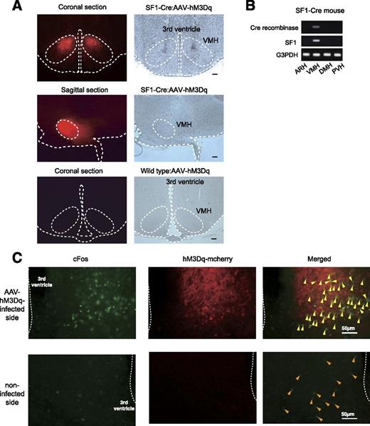 Activation of SF1 Neurons in the Ventromedial Hypothalamus by DREADD ...