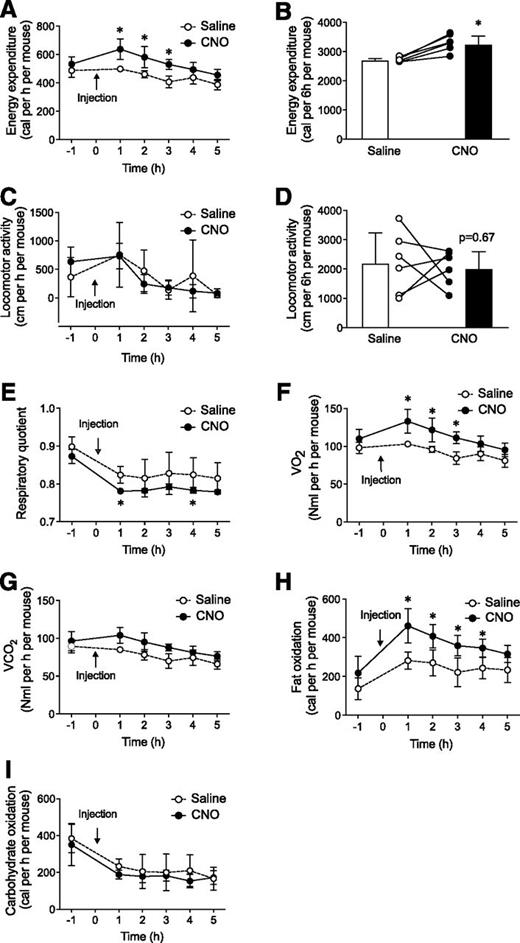 Activation of SF1 Neurons in the Ventromedial Hypothalamus by DREADD ...