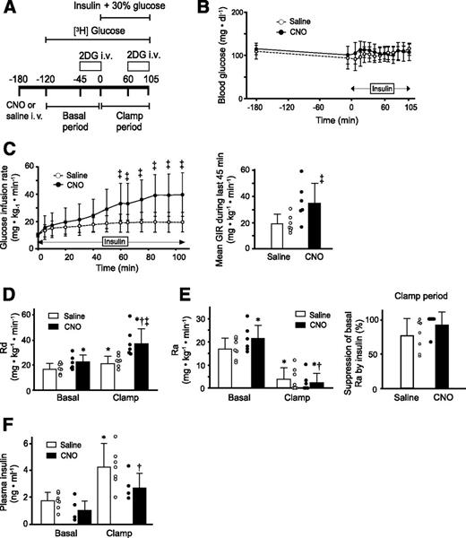 Activation of SF1 Neurons in the Ventromedial Hypothalamus by DREADD ...