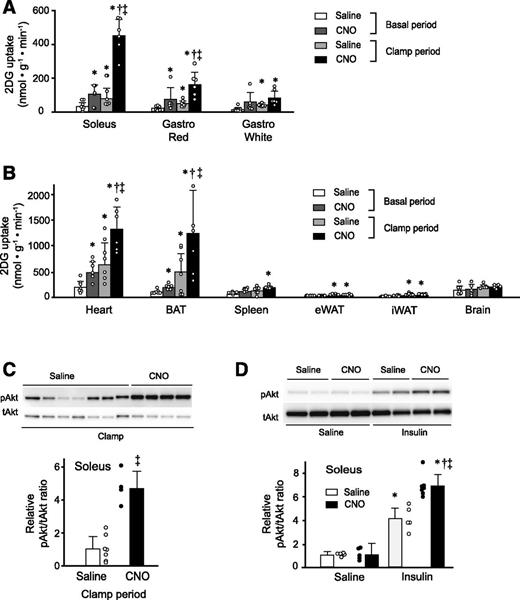 Activation of SF1 Neurons in the Ventromedial Hypothalamus by DREADD ...