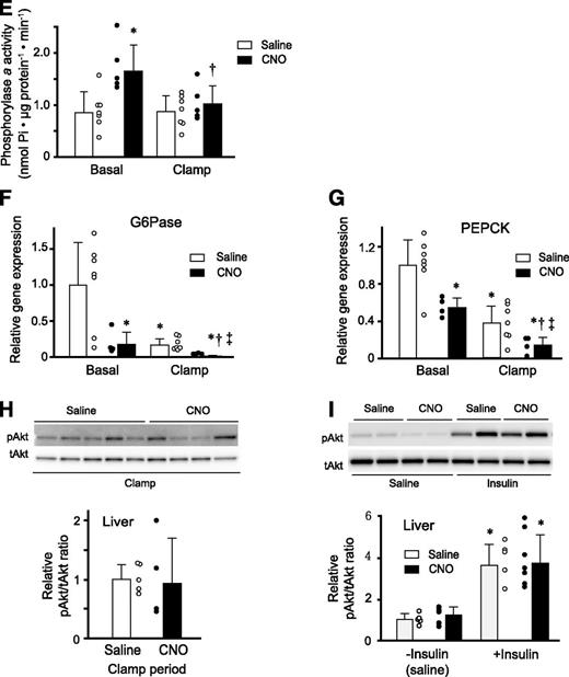 Activation of SF1 Neurons in the Ventromedial Hypothalamus by DREADD ...