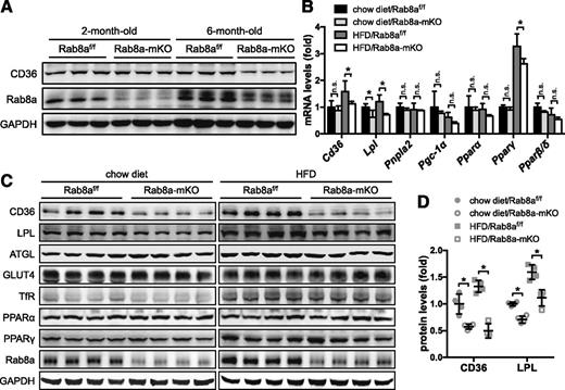 Rab8a Deficiency in Skeletal Muscle Causes Hyperlipidemia and ... Rab8a Deficiency in Skeletal Muscle Causes Hyperlipidemia and ...