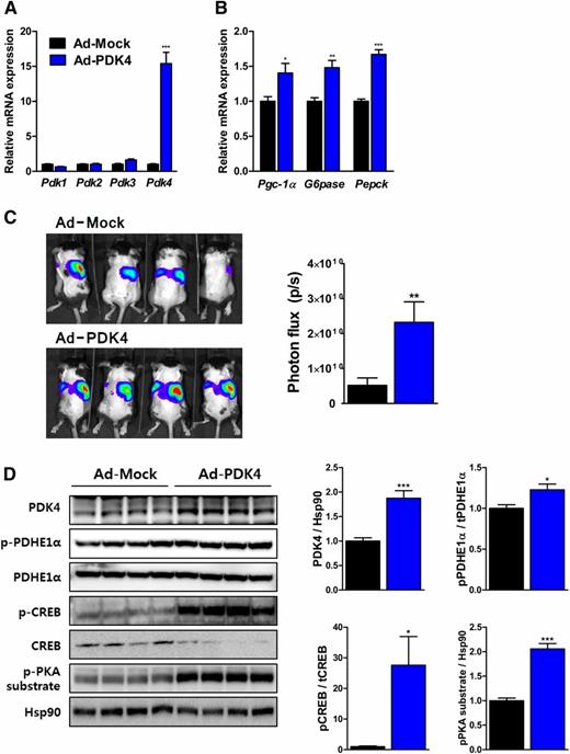 PDK4 Deficiency Suppresses Hepatic Glucagon Signaling by Decreasing ...