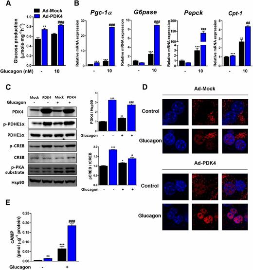 PDK4 Deficiency Suppresses Hepatic Glucagon Signaling by Decreasing ...
