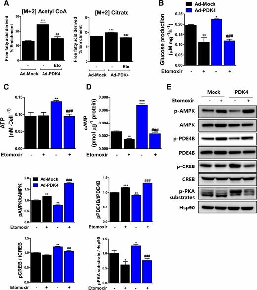 PDK4 Deficiency Suppresses Hepatic Glucagon Signaling by Decreasing ...