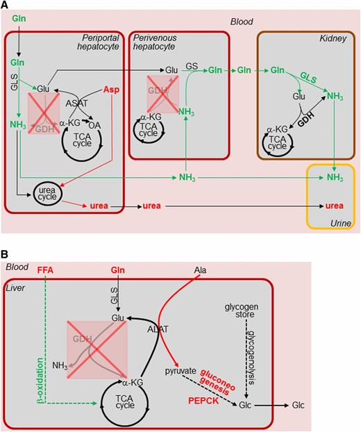 Liver Glutamate Dehydrogenase Controls Whole-Body Energy Partitioning ...
