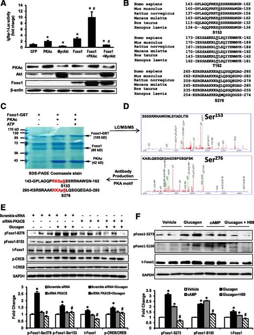 Novel Mechanism of Foxo1 Phosphorylation in Glucagon Signaling in ...