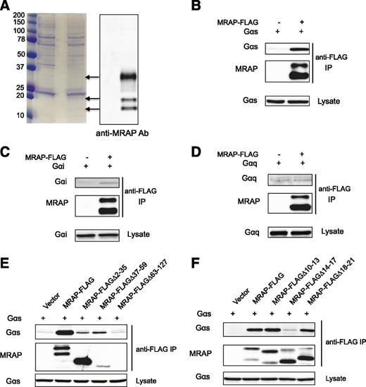 Regulation of Lipolytic Response and Energy Balance by Melanocortin 2 ...