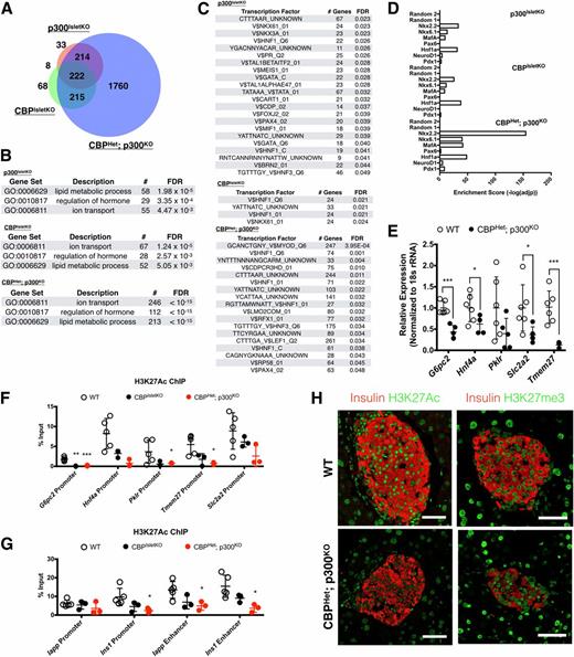 The p300 and CBP Transcriptional Coactivators Are Required for β-Cell ...