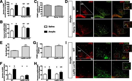 Amylin Selectively Signals Onto POMC Neurons in the Arcuate Nucleus of ...