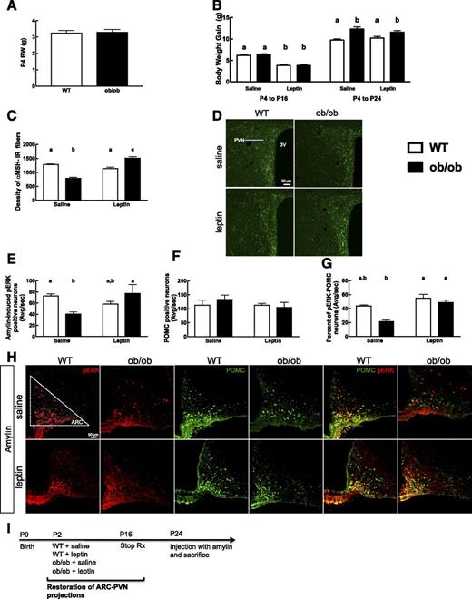 Amylin Selectively Signals Onto POMC Neurons in the Arcuate Nucleus of ...