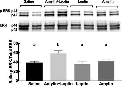 Amylin Selectively Signals Onto POMC Neurons in the Arcuate Nucleus of ...