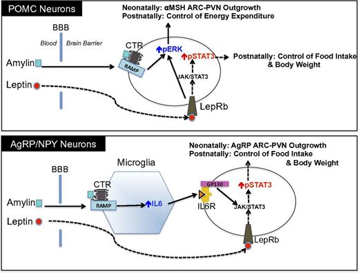 Amylin Selectively Signals Onto POMC Neurons in the Arcuate Nucleus of ...