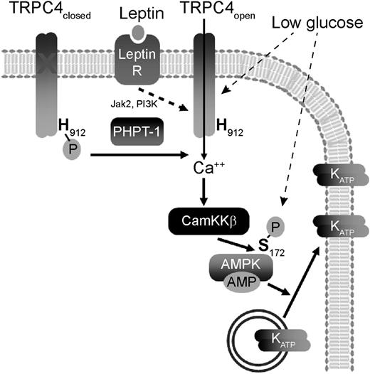 Regulation of KATP Channel Trafficking in Pancreatic β-Cells by Protein ...