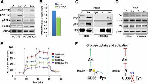 Regulation of Insulin Receptor Pathway and Glucose Metabolism by CD36 ...
