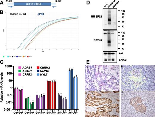 The Ascending GLP-1 Road From Clinical Safety to Reduction of ...